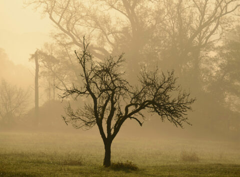 Should You Be Afraid Of Zombie Trees? - Bob Loft the Tree Trimmer